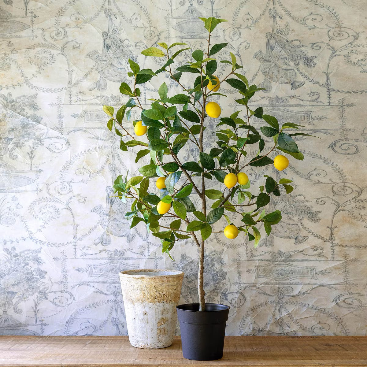 Lemon Tree in Plastic Pot – Salutations Home